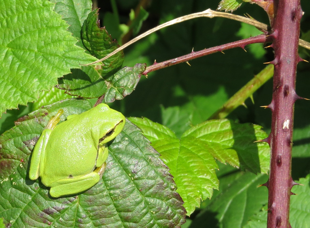 De boomkikker – Kaleidoscoop